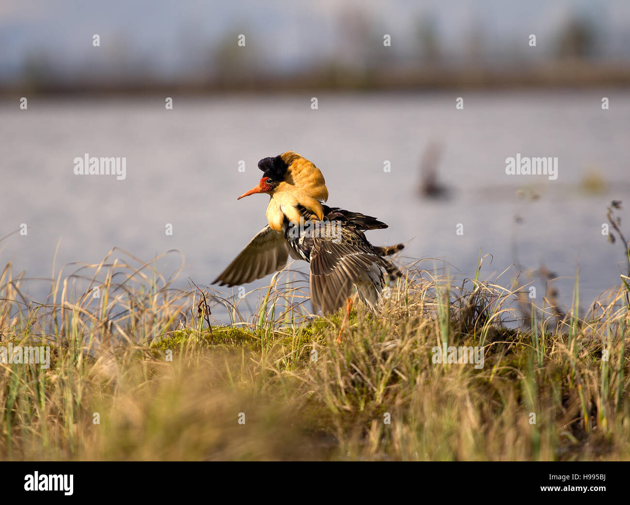 Mating behaviour. Male ruffs are in state of self-advertising. Birds ...