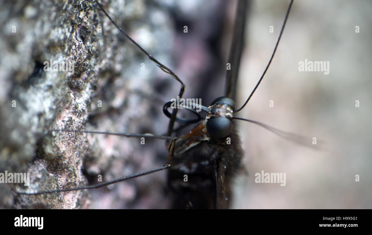 Proboscis spiral hi-res stock photography and images - Alamy