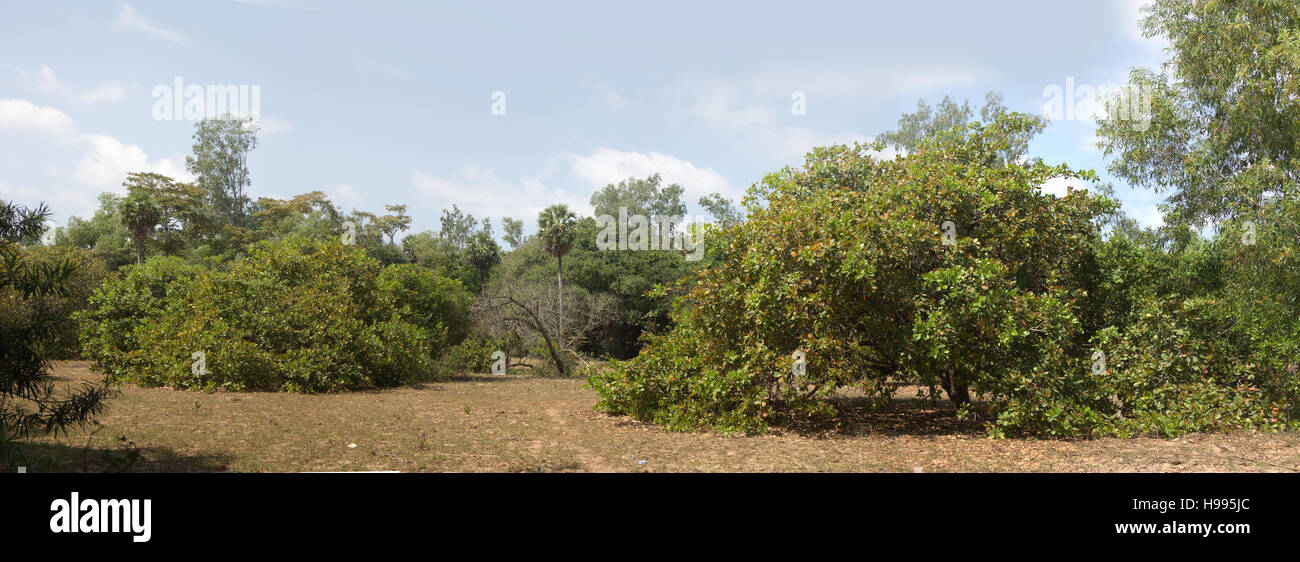 territory of Pondicherry suburbs, gardens with planted trees Stock ...
