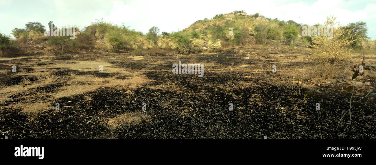 burn with fire ground in wild. scorched dry plains with bushes Stock ...