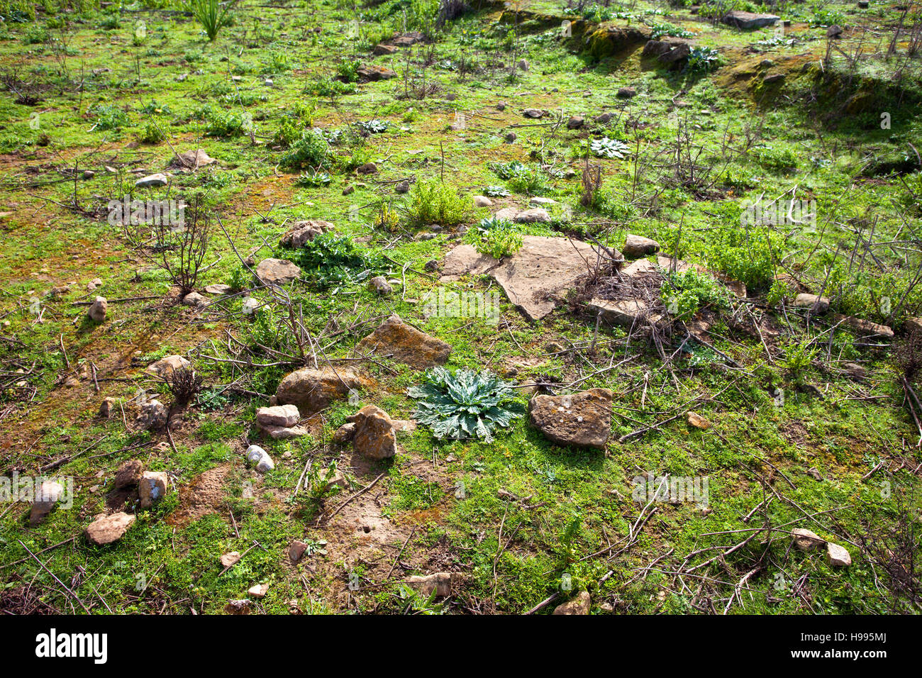 Scornavacche greek archaeological site. Chiaramonte Gulfi, Ragusa ...