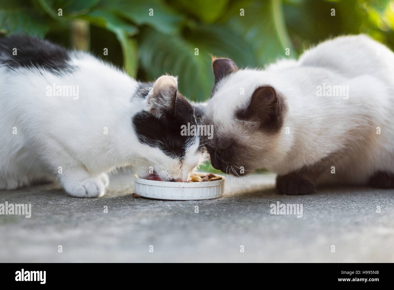 Cute cats eat together in sunshine Stock Photo - Alamy