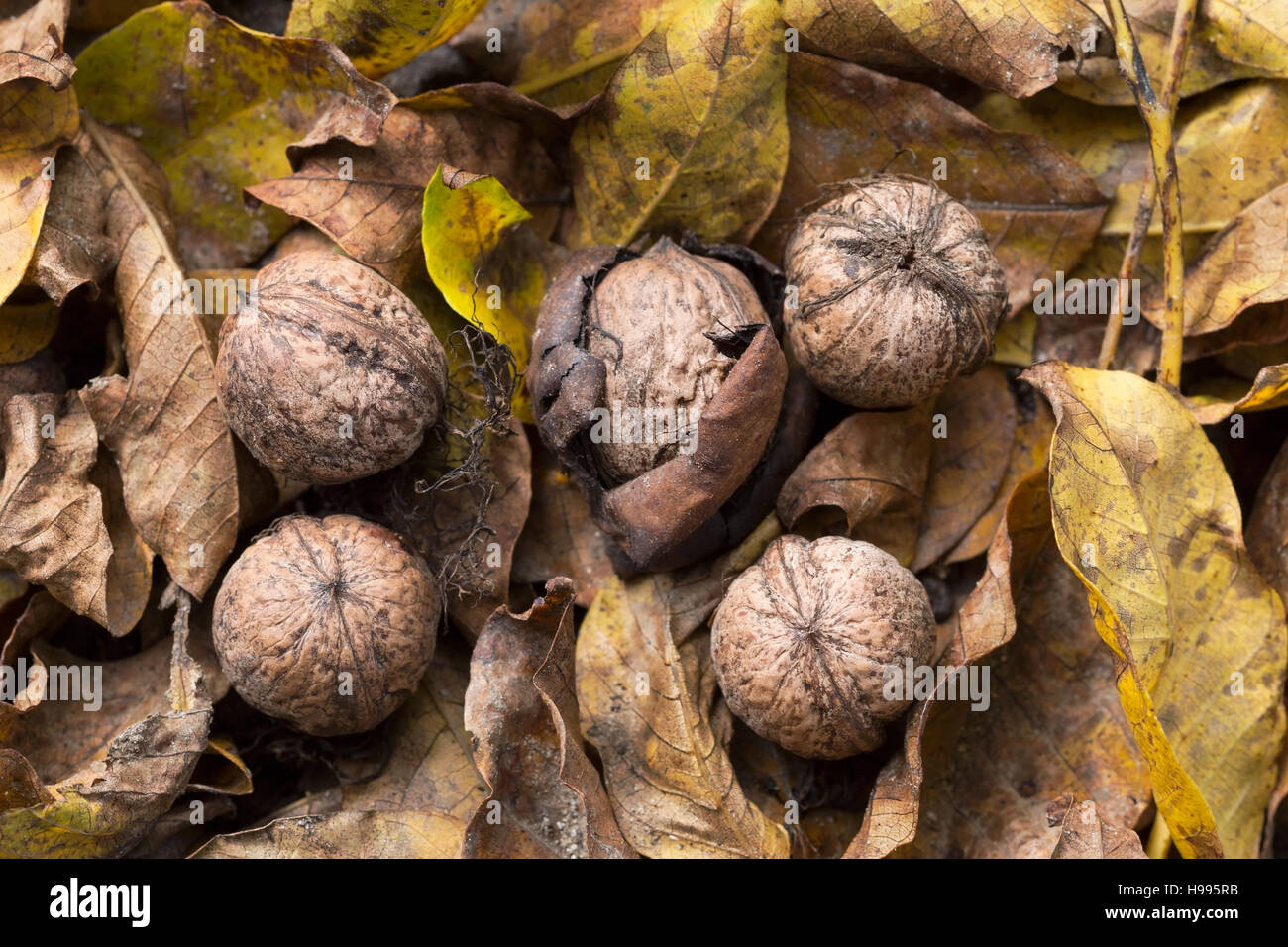 Bio walnut tree hi-res stock photography and images - Alamy