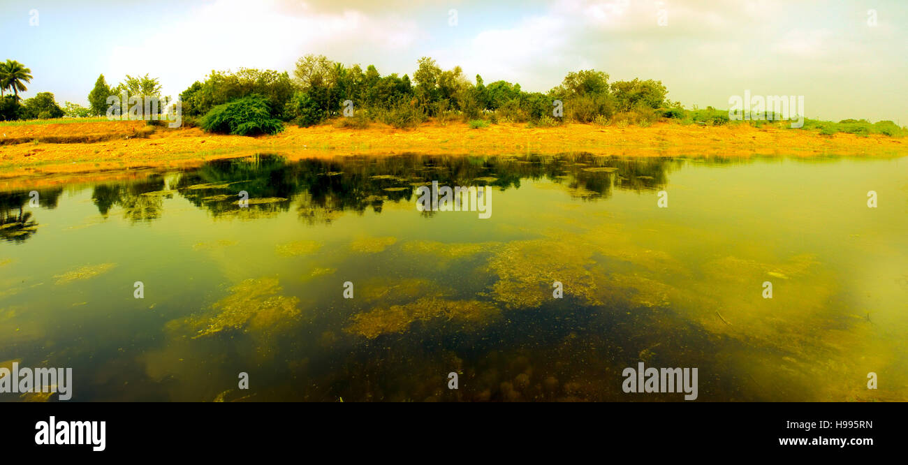 Unclean water in hot southern areas. Boggy lake (pollution, hair algae ...