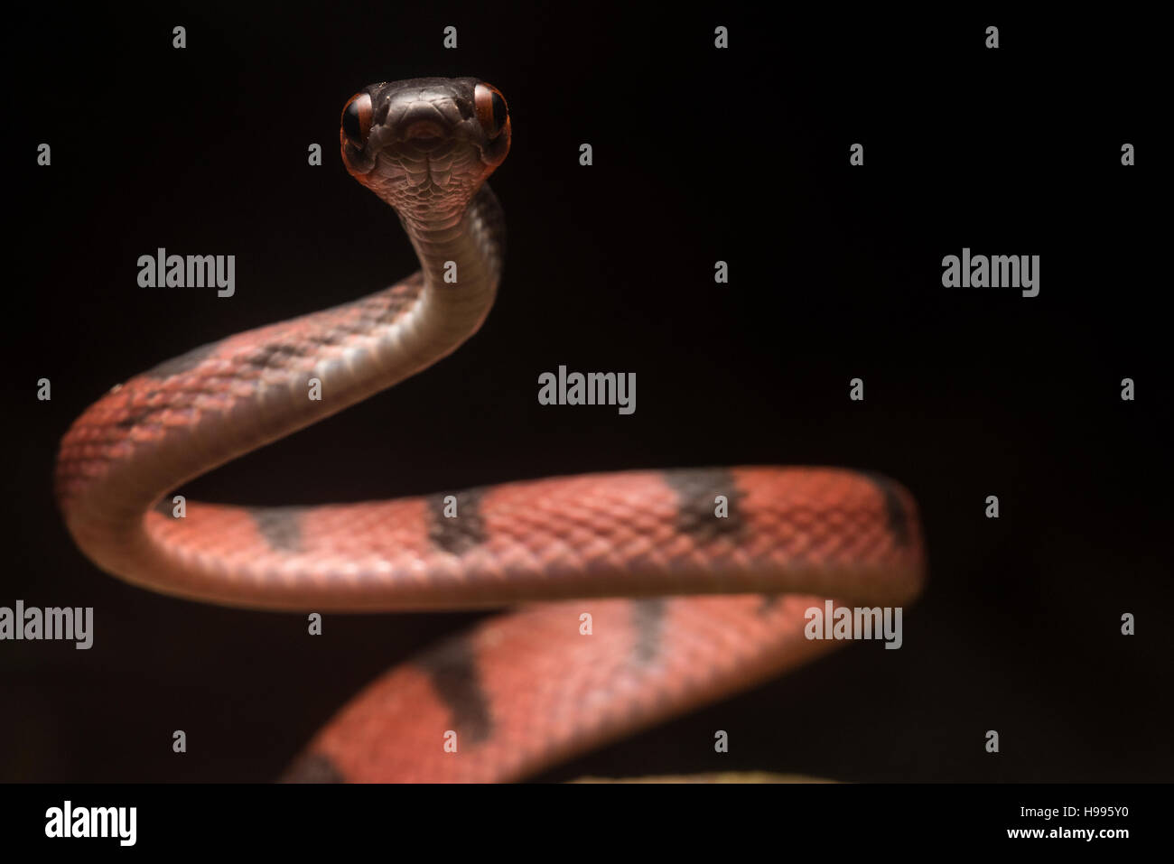 A red vine snake (Siphlophis compressus) from Peru which reared up and ...