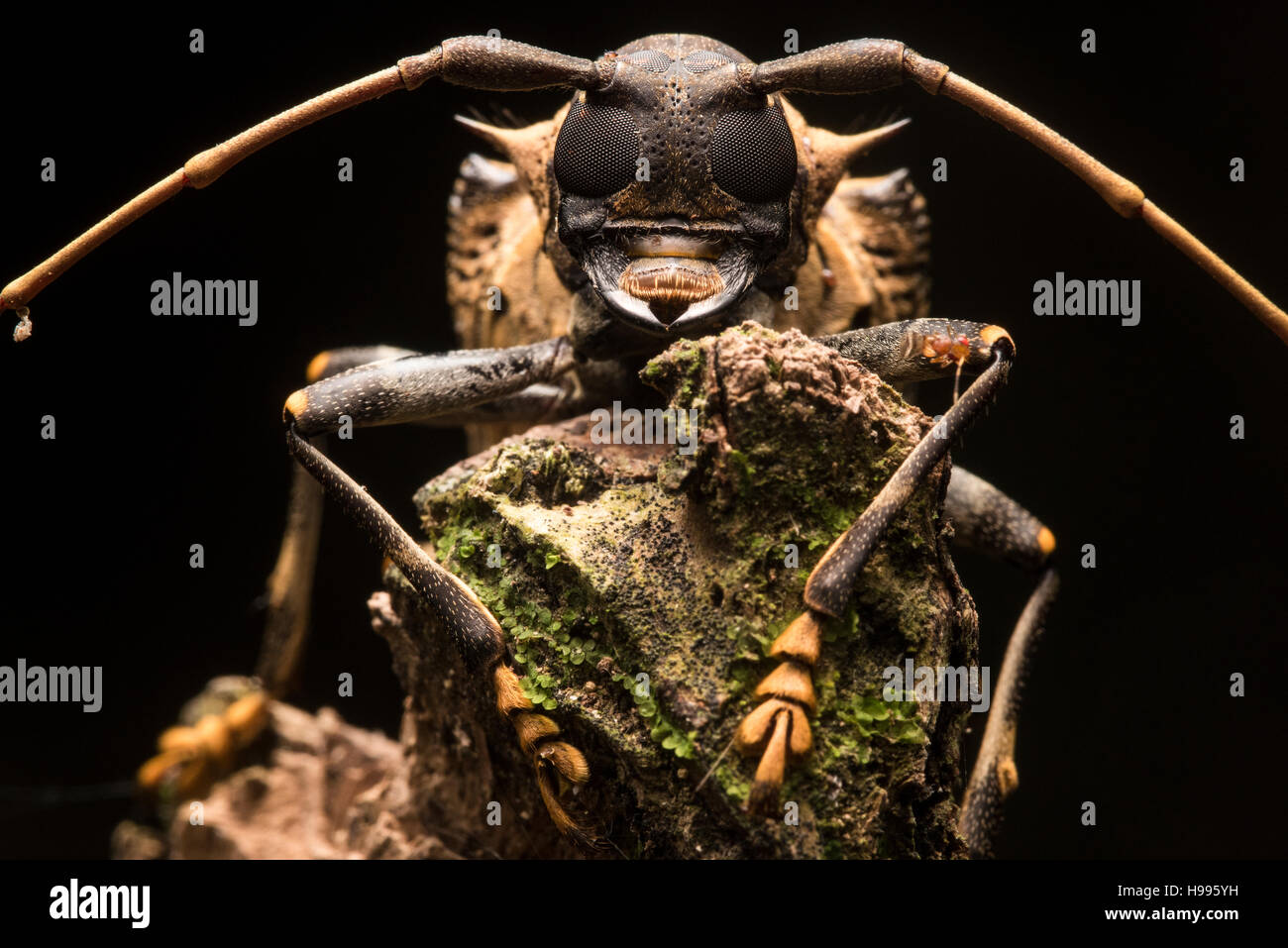 A Beetle portrait from the Peruvian jungle Stock Photo - Alamy