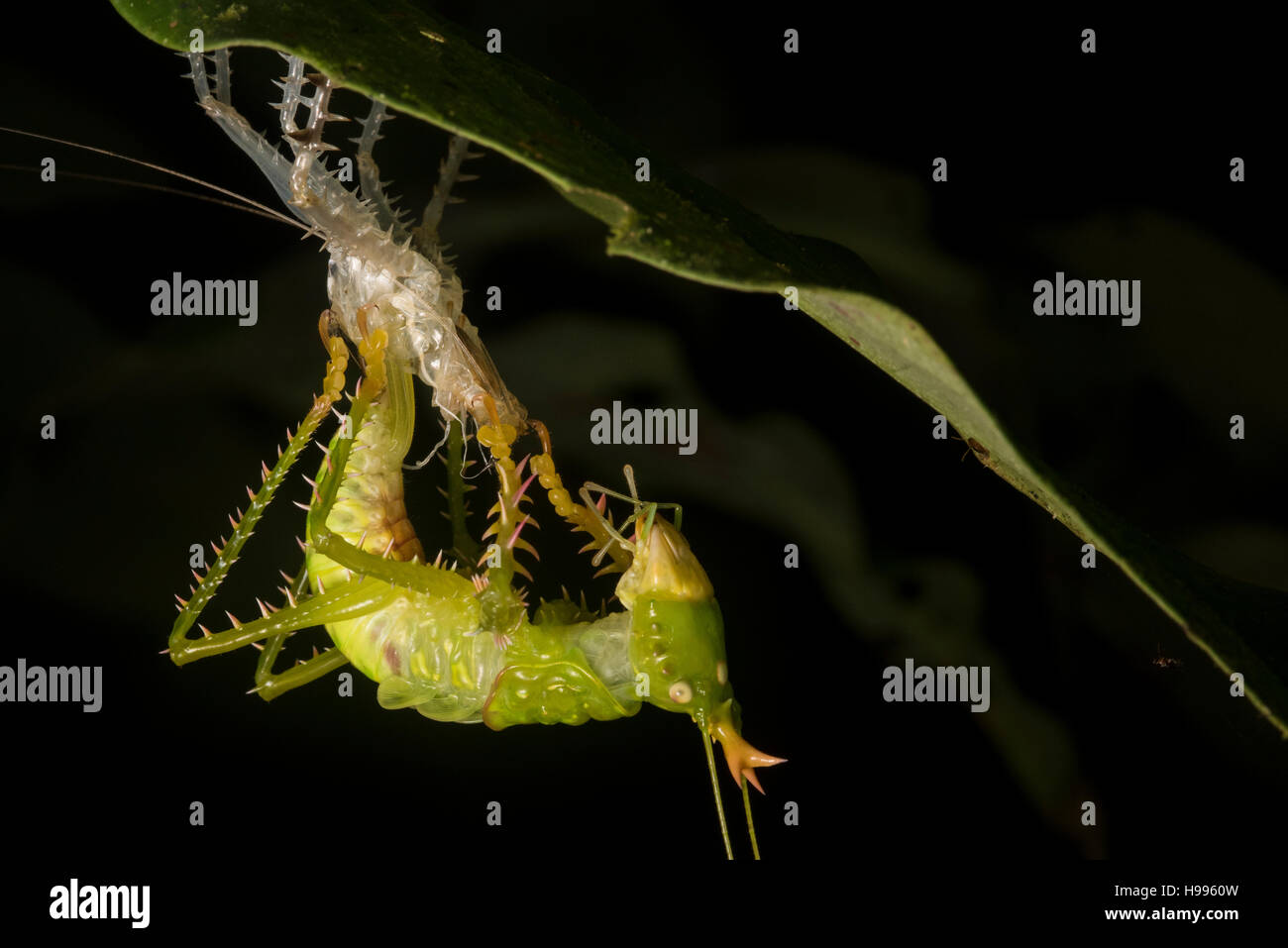 A spiny devil katydid (Panacanthus sp.) moults its outer exoskeleton in ...