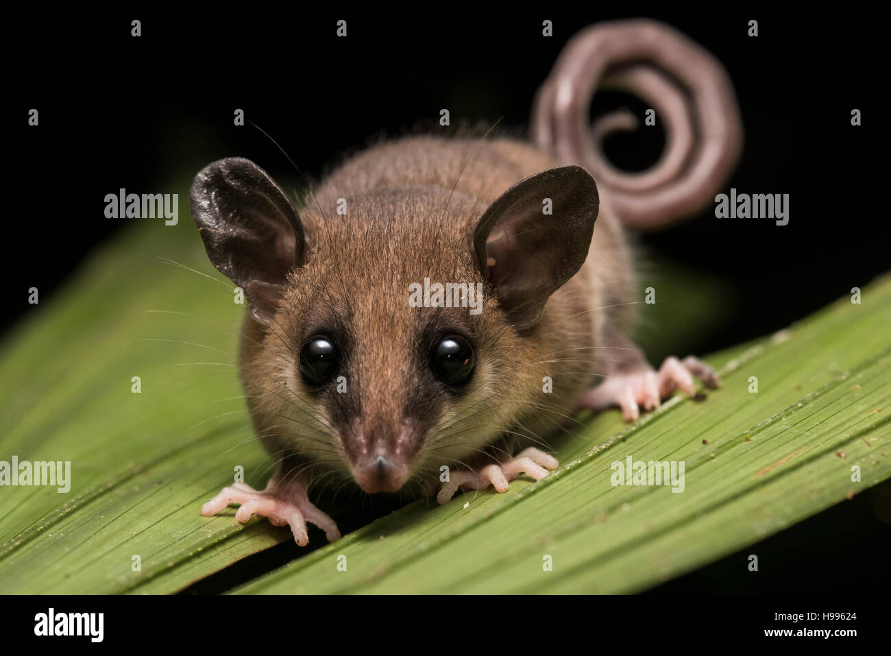 A Mouse opossum (Marmosa sp.) from the Peruvian jungle Stock Photo - Alamy