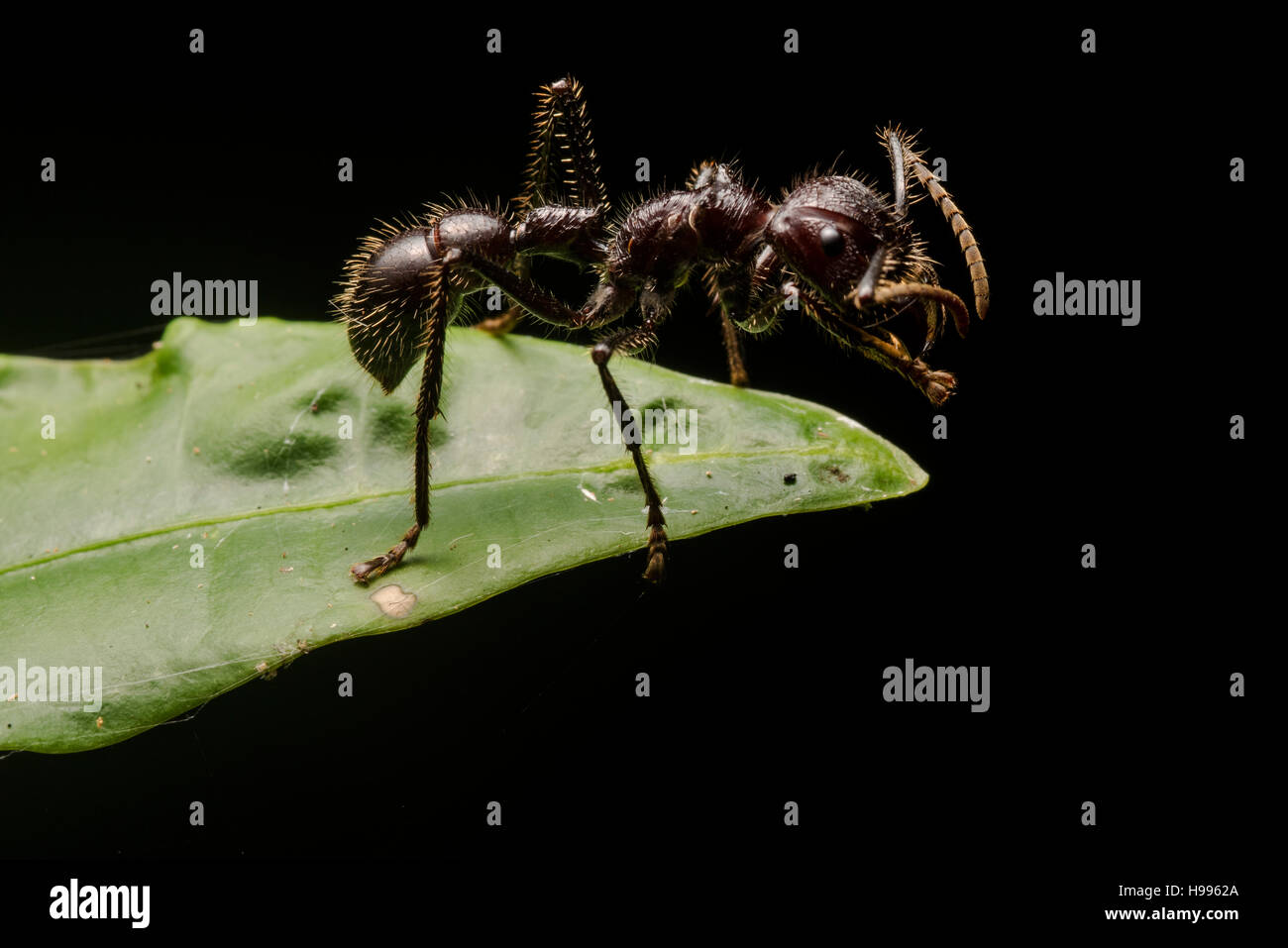 Scary ant hi-res stock photography and images - Alamy