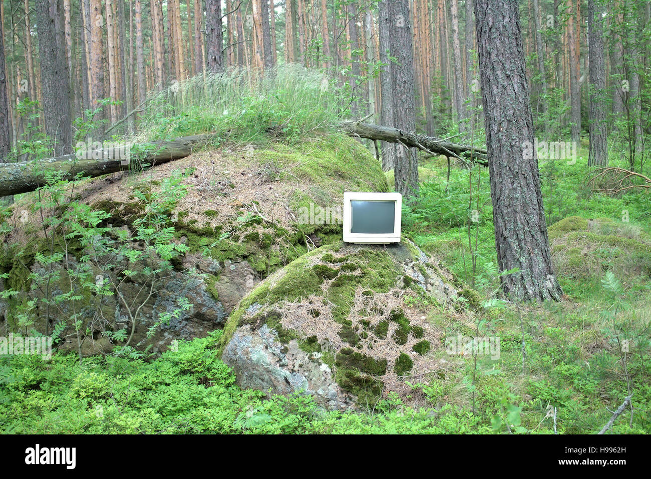 Old monitor storm threw into pine woods. Noise of wind and waves ...