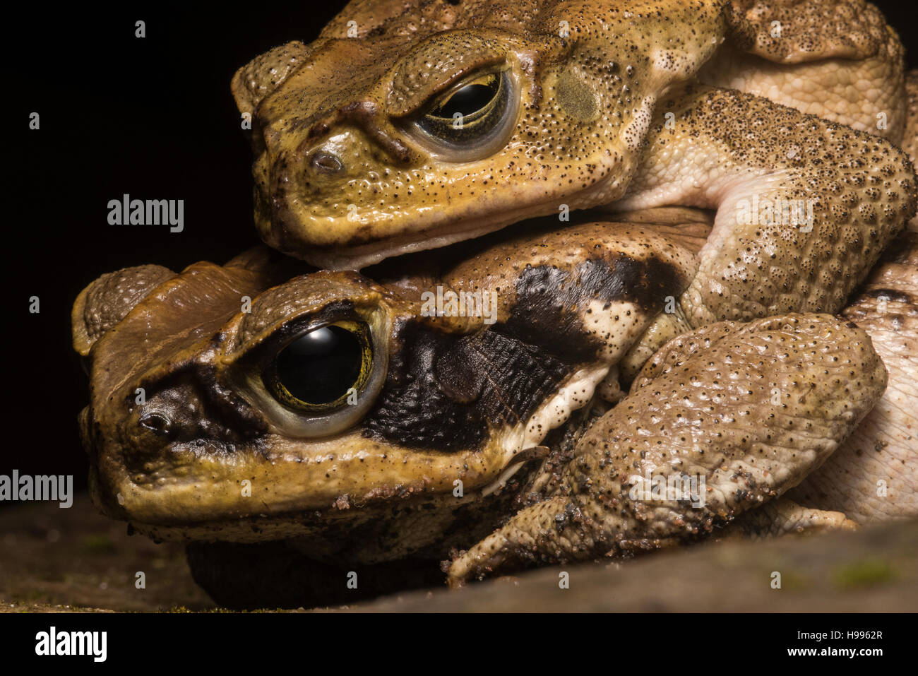 Cane toads mating hi-res stock photography and images - Alamy
