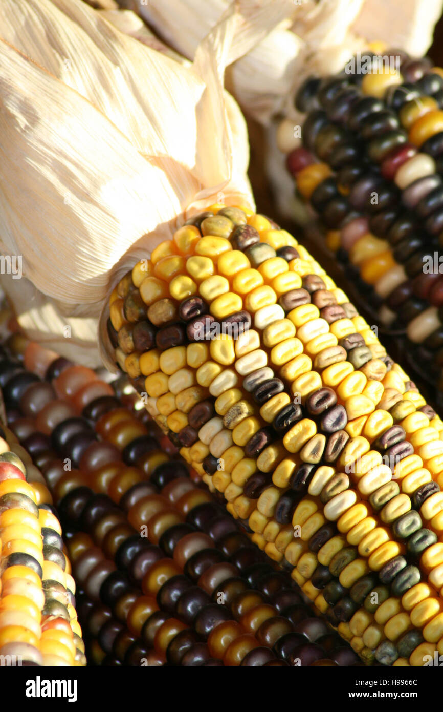 Indian sweet corn hi-res stock photography and images - Alamy
