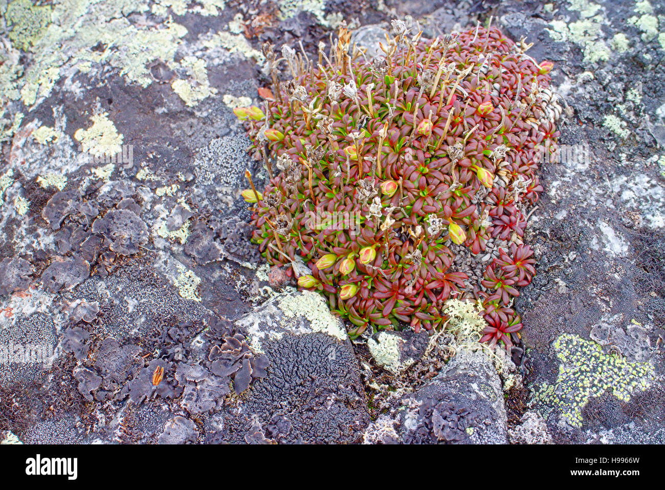 Arctic prairie plants - backgrounds of polar bald mountain macro ...
