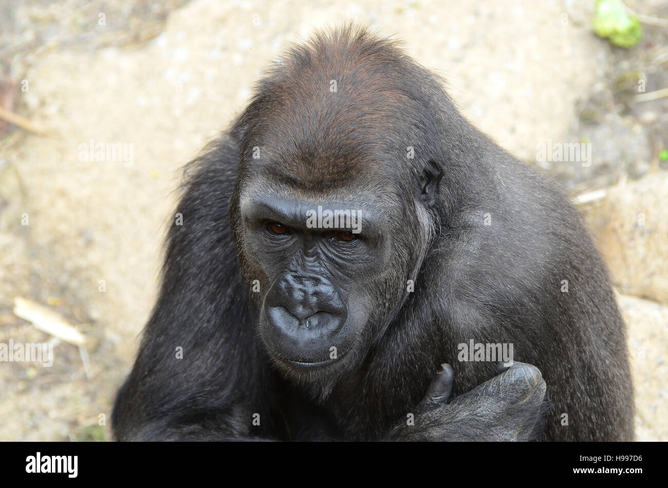 Gorilla scratching its arm close up Stock Photo - Alamy
