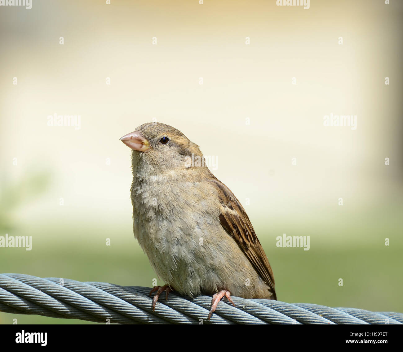 Bird on a wire Stock Photo - Alamy