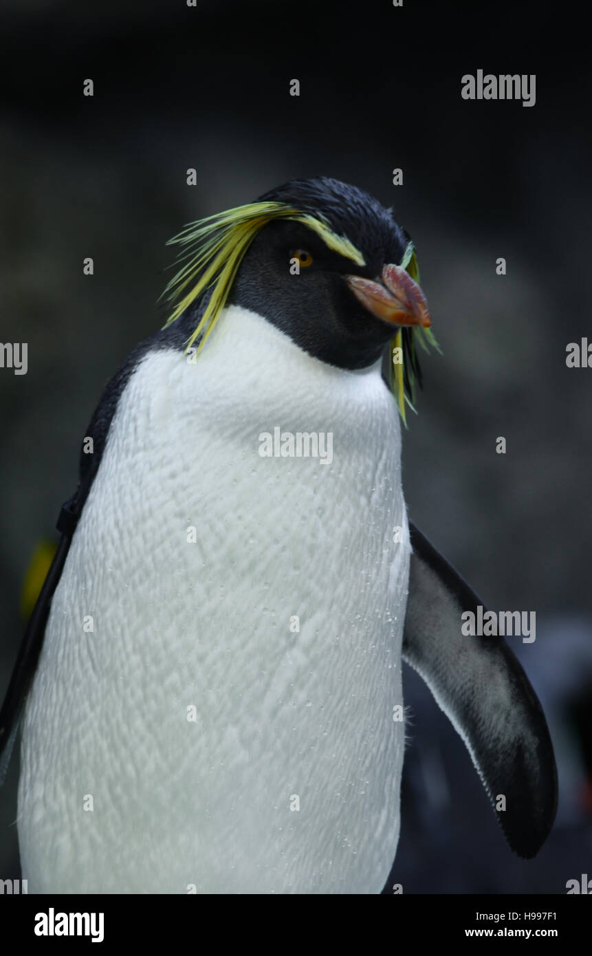 Lone penguin close up Stock Photo - Alamy