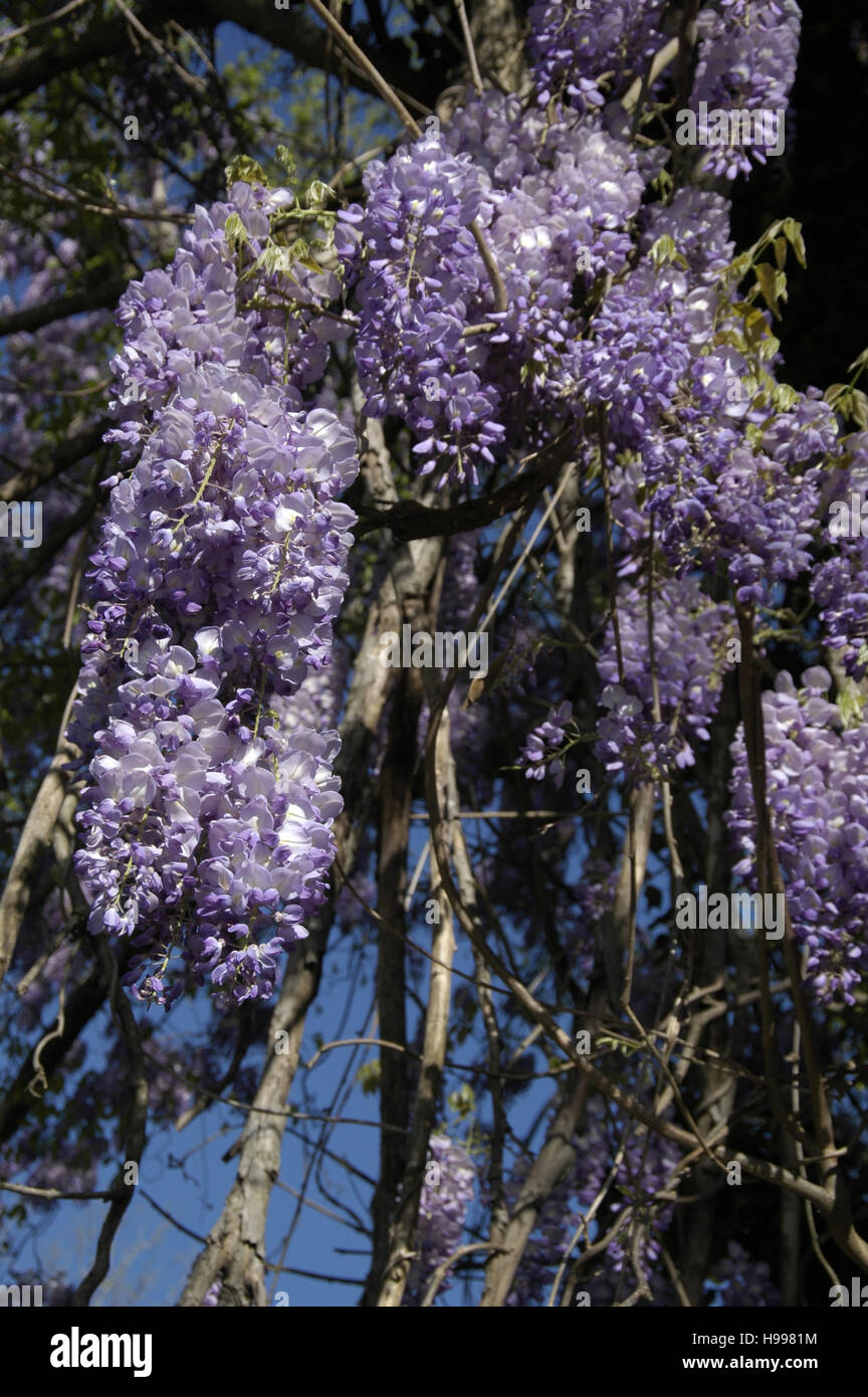 American wisteria frutescens hi-res stock photography and images - Alamy
