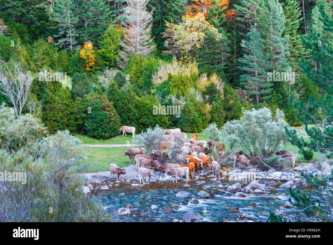 River and cow flock in a forestry place Stock Photo - Alamy