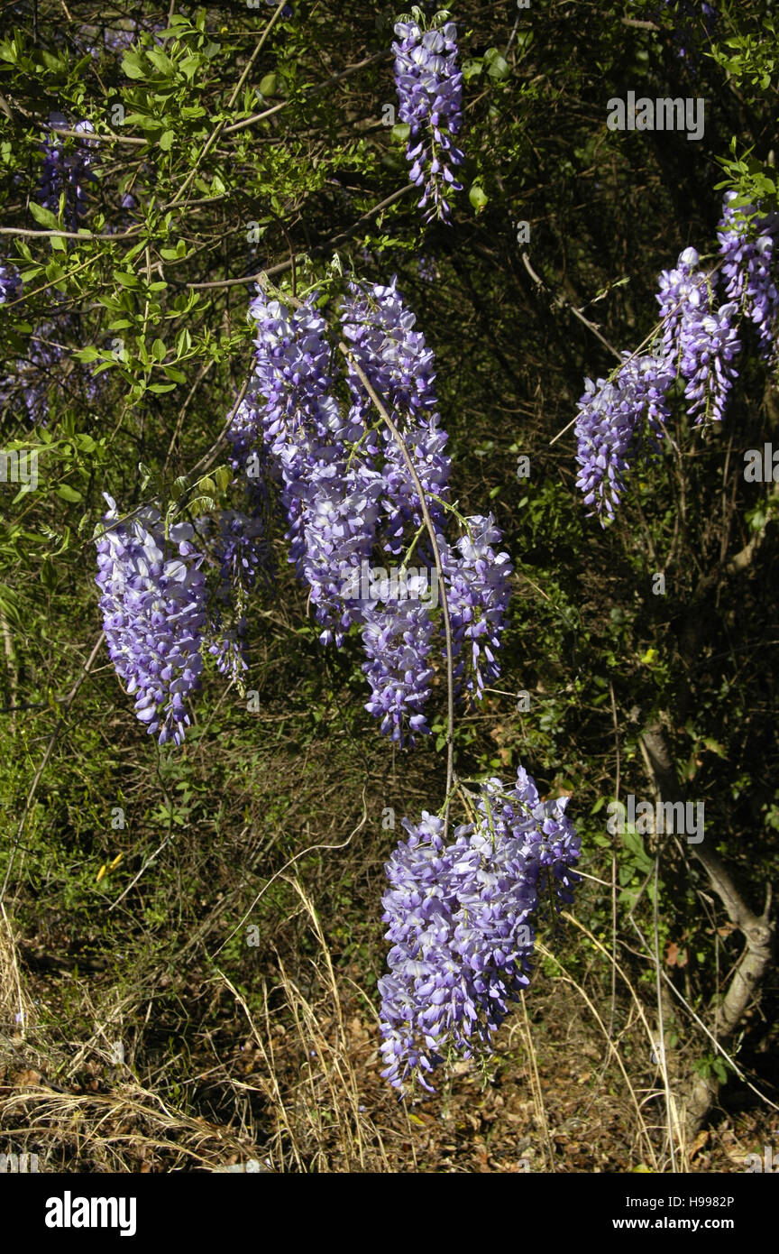 American Wisteria (W. frutescens Stock Photo - Alamy
