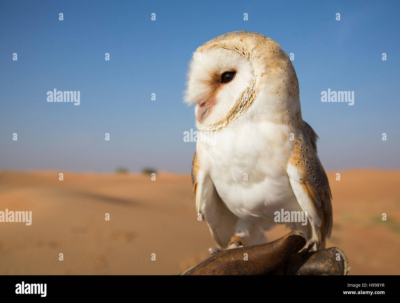 Barn Owl (Tyto alba) on a hand of a falconer in a desert near Dubai ...
