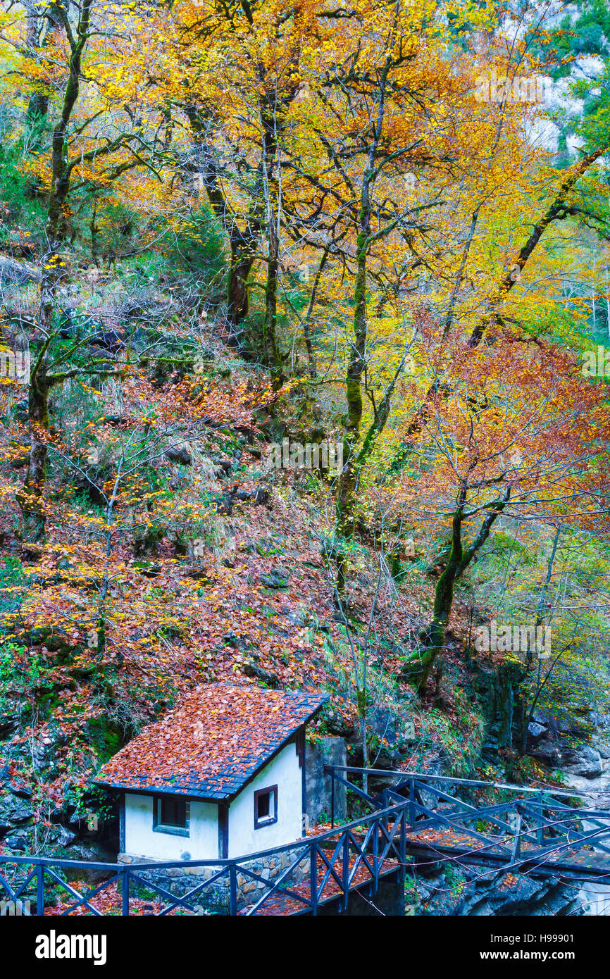 Forest and hut Stock Photo - Alamy