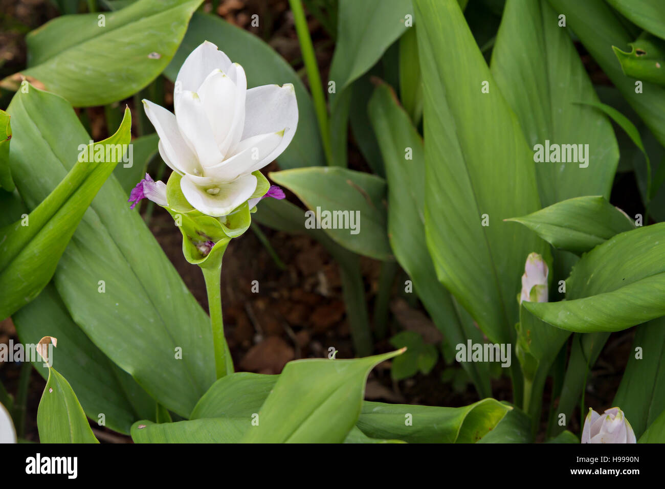 White Curcuma alismatifolia or Siam Tulip Stock Photo - Alamy