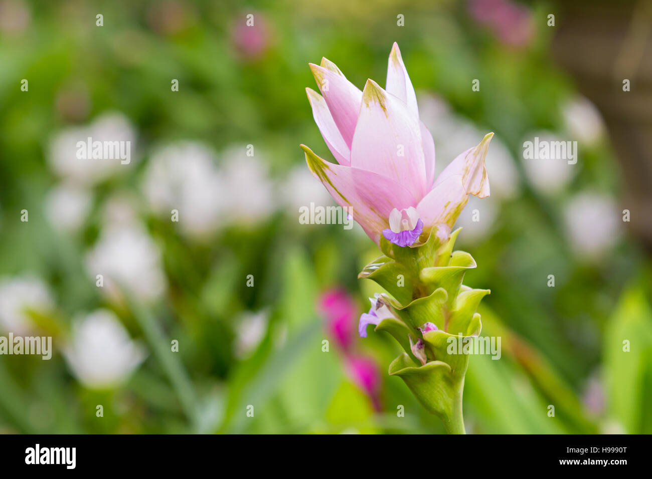 Pink Curcuma alismatifolia or Siam Tulip Stock Photo - Alamy