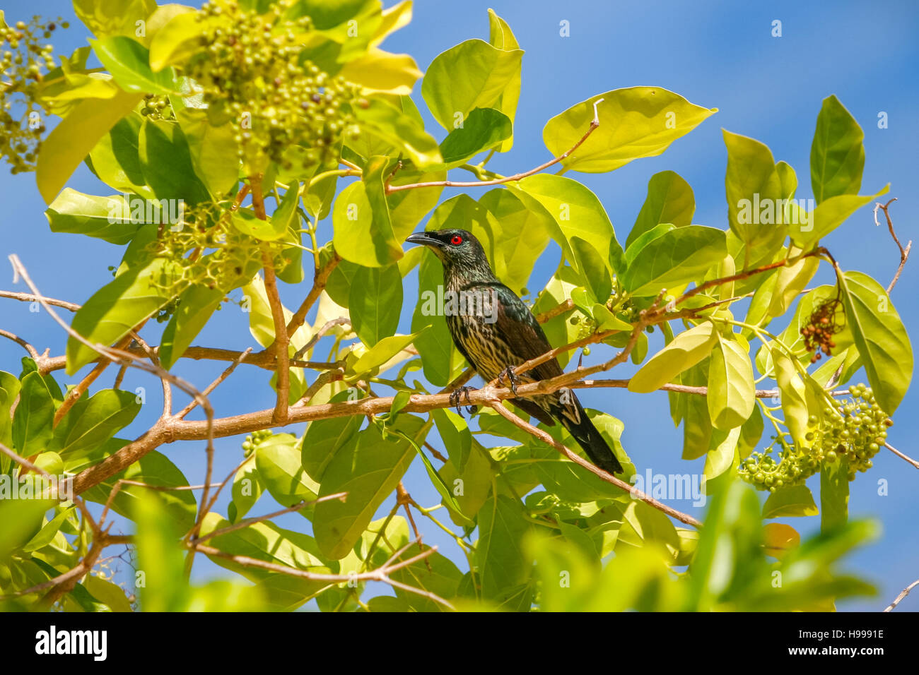 Asian Glossy Starling (Aplonis panayensis) on a tree. Sangalaki Island ...