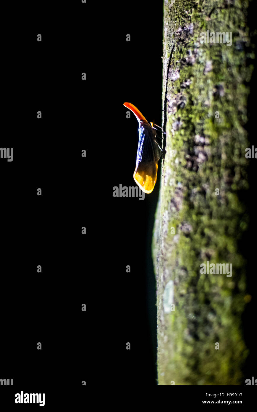 A Pyrops sultana using its long and slender proboscis to reach the ...