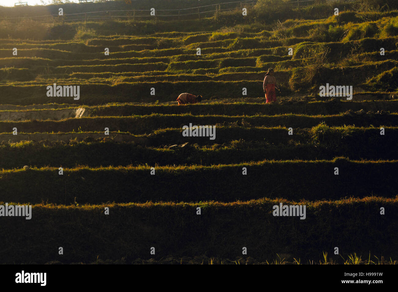 Rice terraces Nepal Stock Photo - Alamy