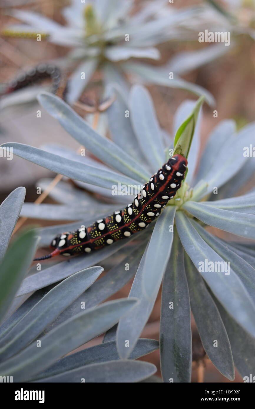 Caterpillar resting on plant, Spain Stock Photo - Alamy
