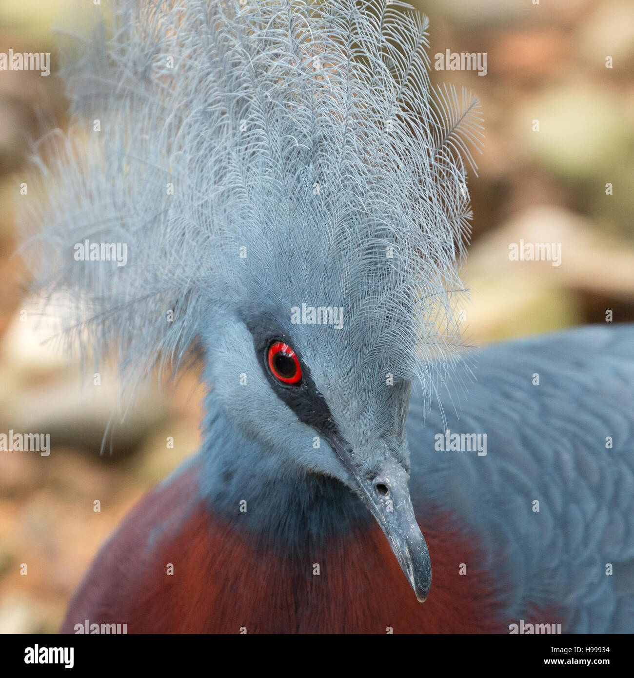 Scheepmaker's Crowned pigeon / Southern crowned pigeon (Goura ...
