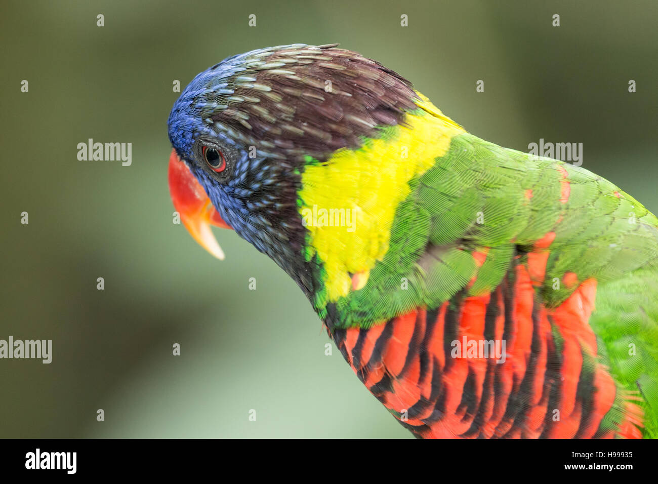 Outside famous blue bird hi-res stock photography and images - Alamy