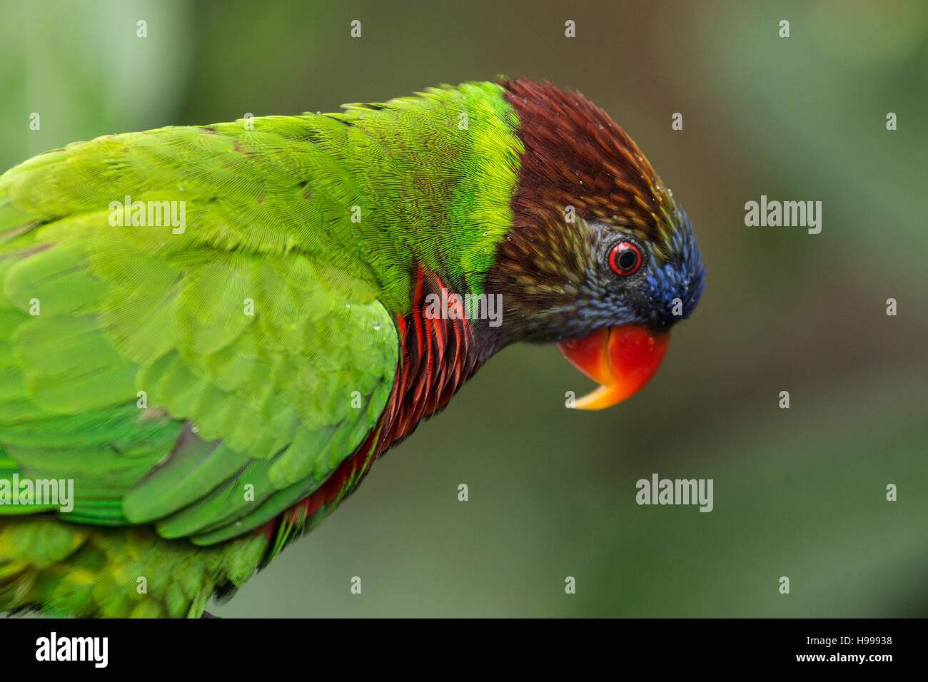 Green, red, and blue lory bird in Singapore Stock Photo - Alamy