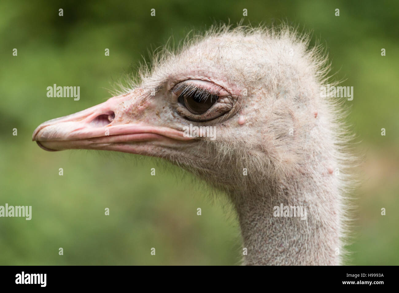 Alive ostrich hi-res stock photography and images - Alamy
