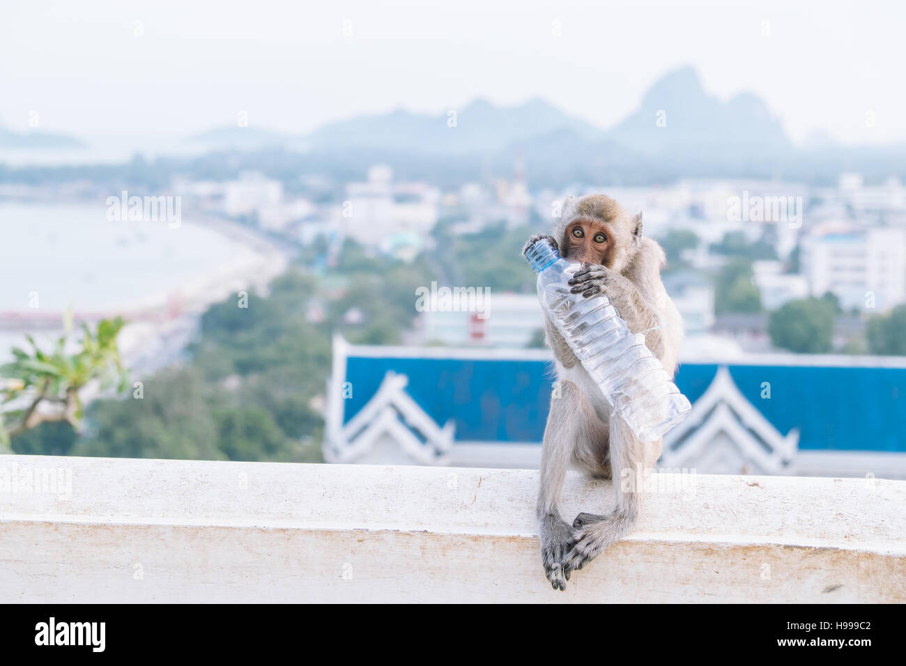 Bottle feeding monkey hi-res stock photography and images - Alamy