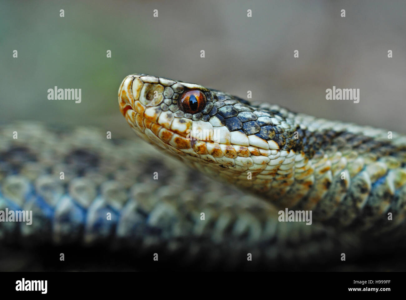 Basking adder uk hi-res stock photography and images - Alamy