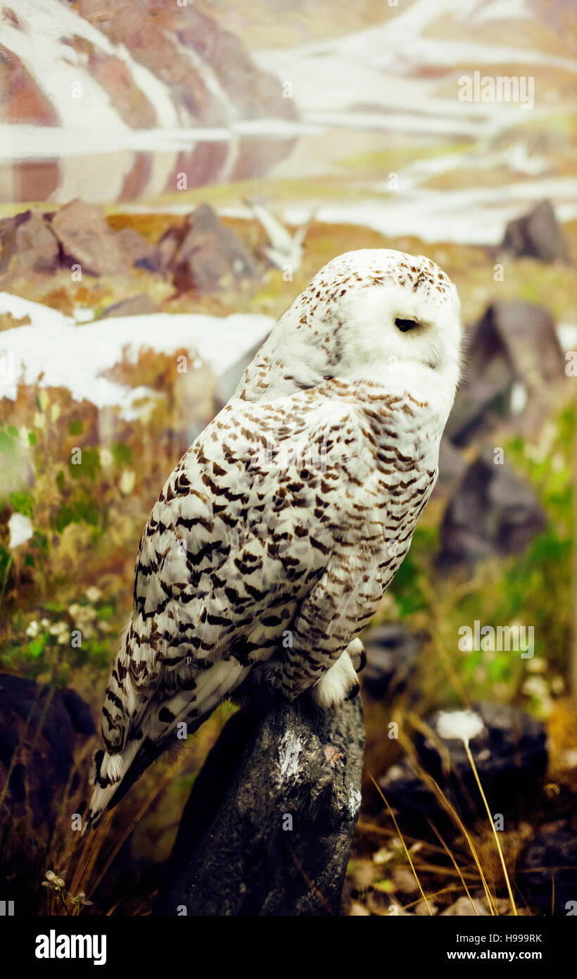 Real owl hi-res stock photography and images - Alamy