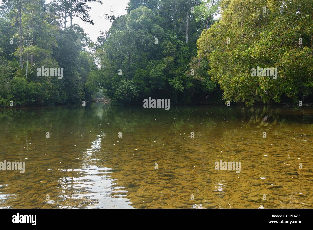 Jungle Trekking Taman Negara High Resolution Stock Photography and ...
