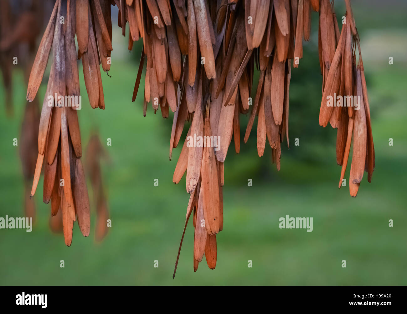Leaves hang hi-res stock photography and images - Alamy