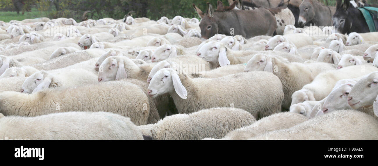many white sheep with thick wool and some donkeys Stock Photo - Alamy