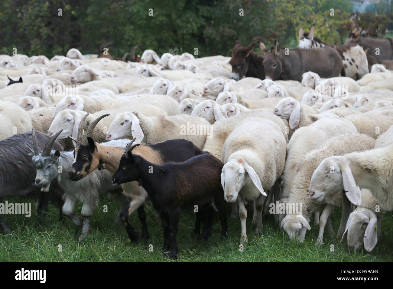 large herd sheep with goats and donkeys grazing Stock Photo - Alamy