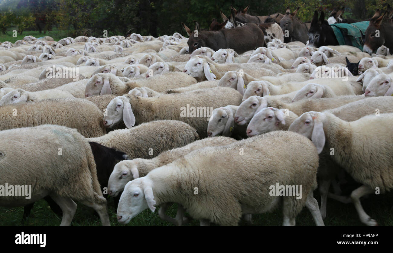 large herd witch white sheep with donkeys grazing Stock Photo - Alamy