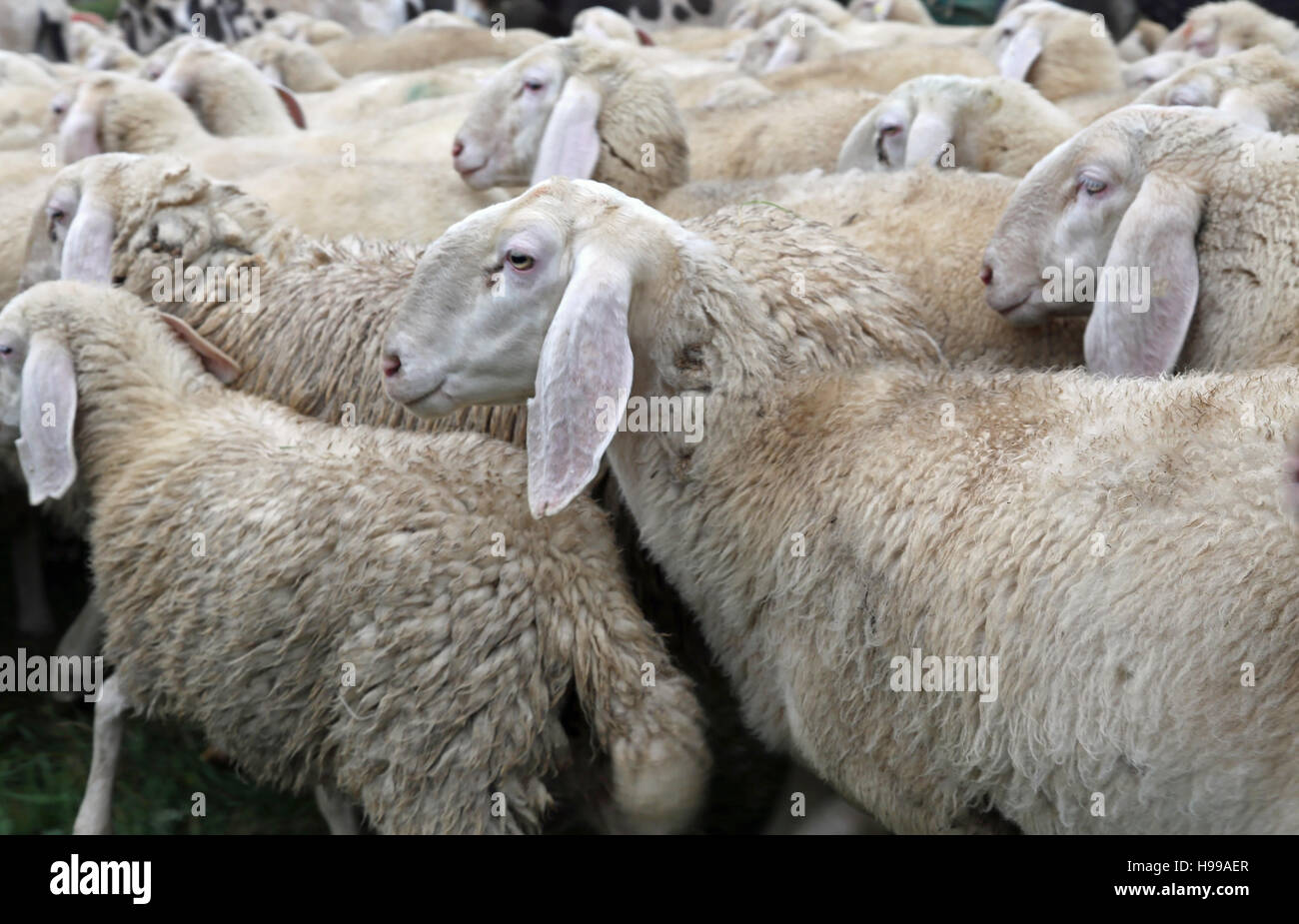 sheep with long ears and thick wool fur grazing in winter during the ...