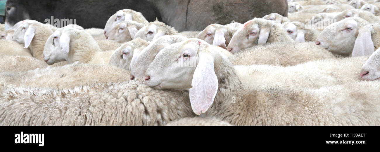 sheep with long ears and thick wool fur grazing during the transhumance ...