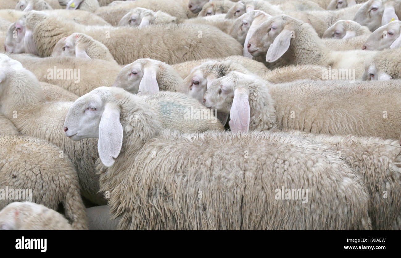 many sheep with long fur coat in the flock on the way Stock Photo - Alamy