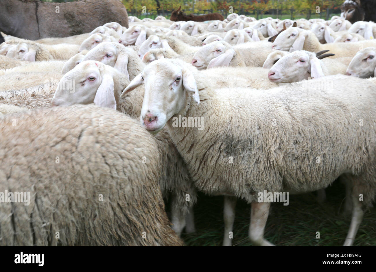 big sheep with thick white fur in a herd with lots of sheep Stock Photo ...