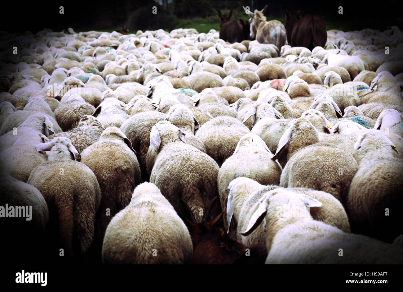 many sheep with long fur coat in the flock on the way with vignette ...