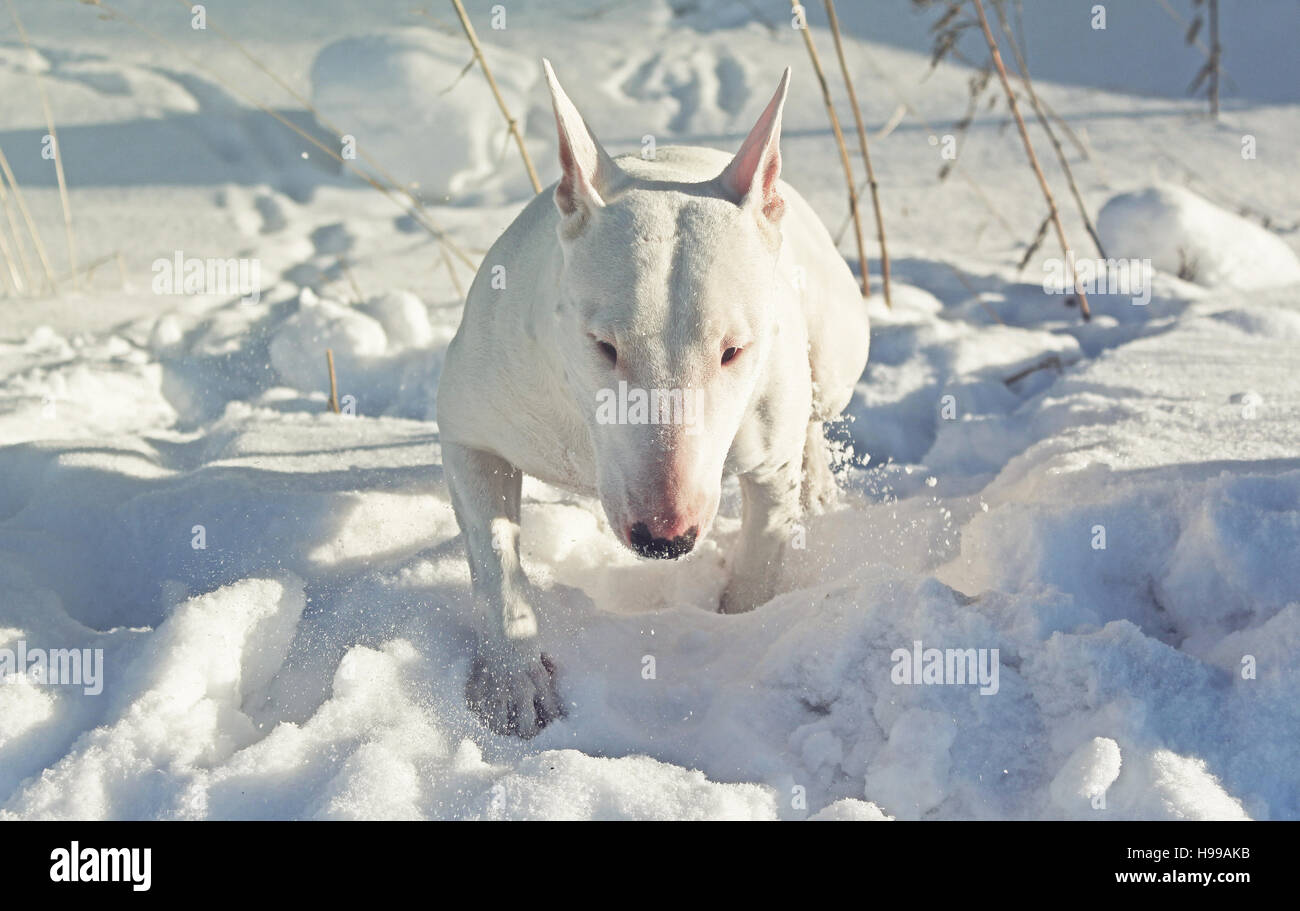 White english bull terrier hi-res stock photography and images - Alamy