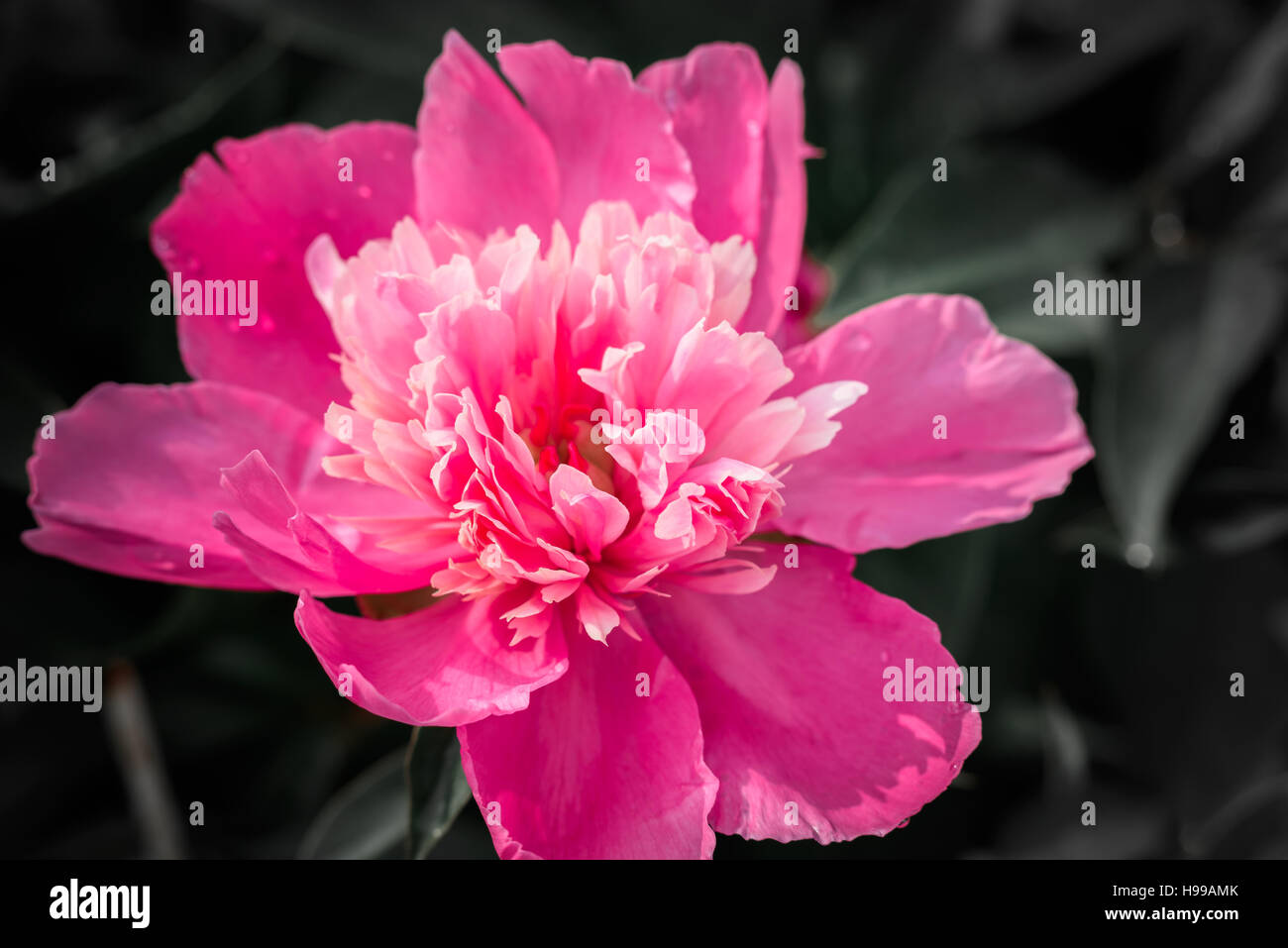 Opened peony hi-res stock photography and images - Alamy